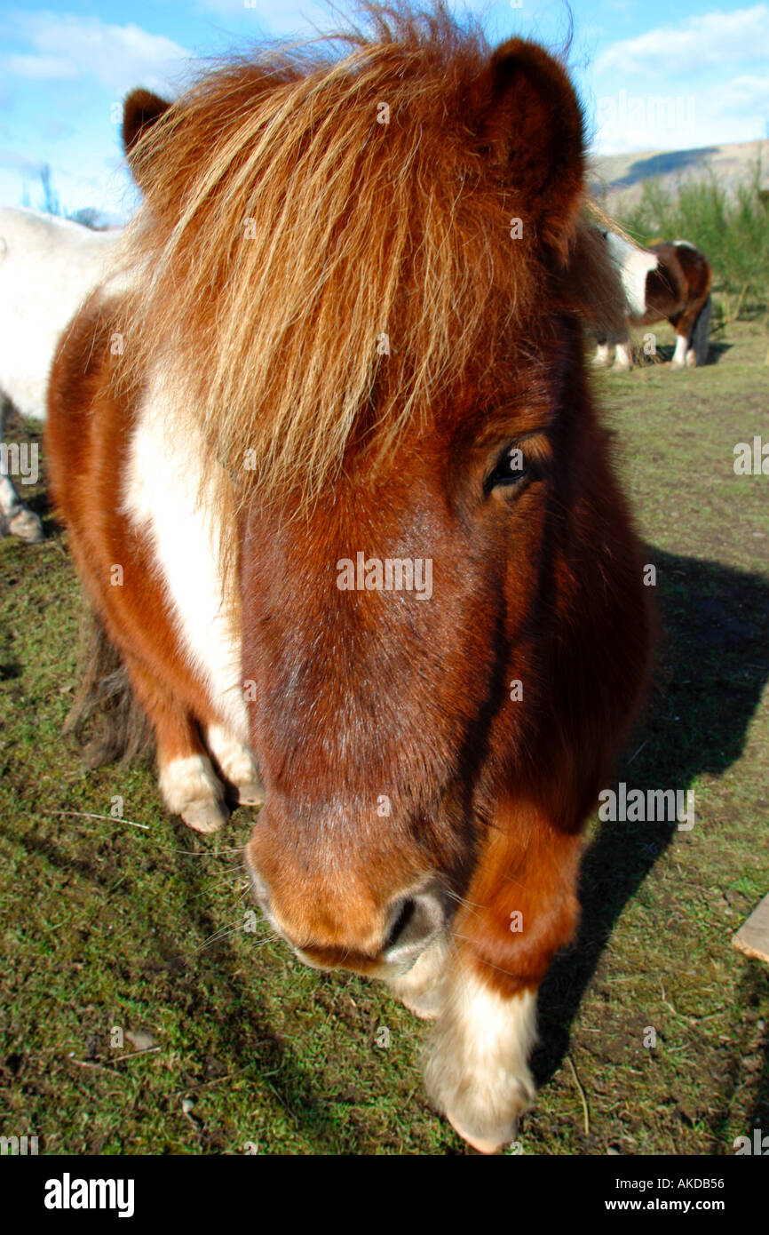 Shetland pony face hi-res stock photography and images - Alamy