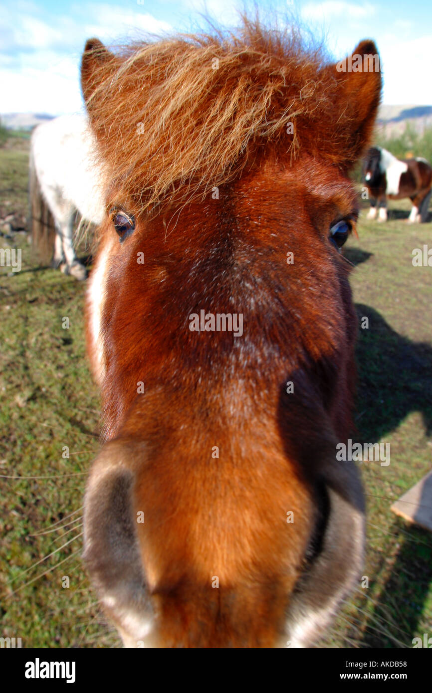Shetland pony face close up Stock Photo - Alamy