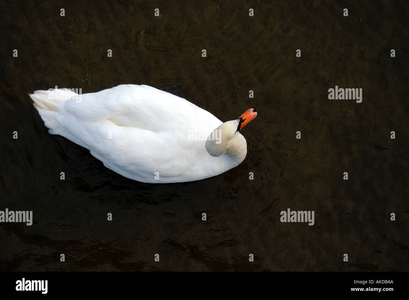 Swan view from above Stock Photo - Alamy