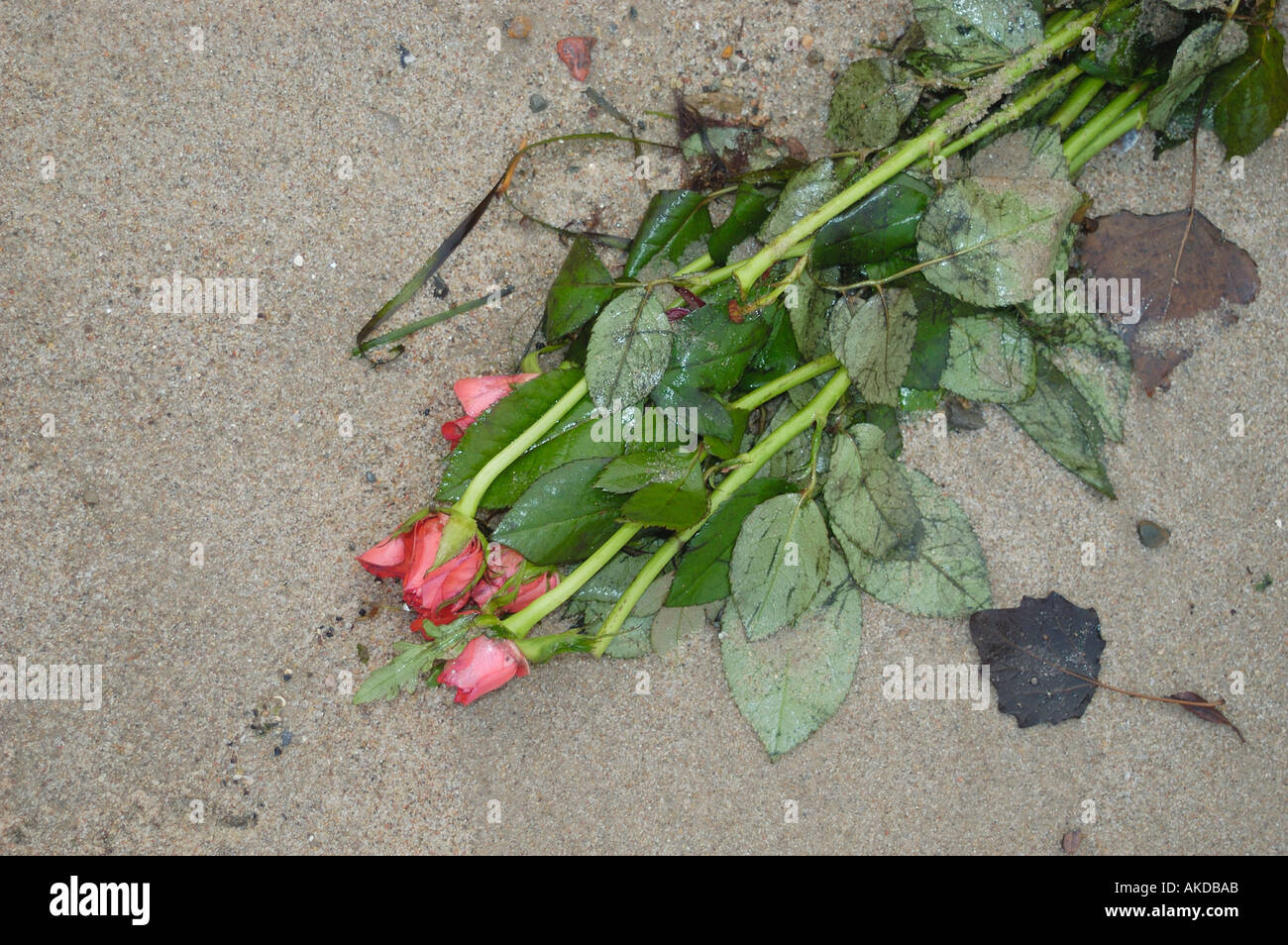 Rose flowers lying on hi-res stock photography and images - Alamy