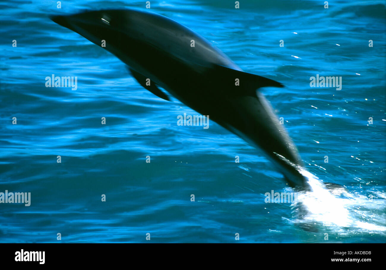 New species discovery sea hi-res stock photography and images - Alamy