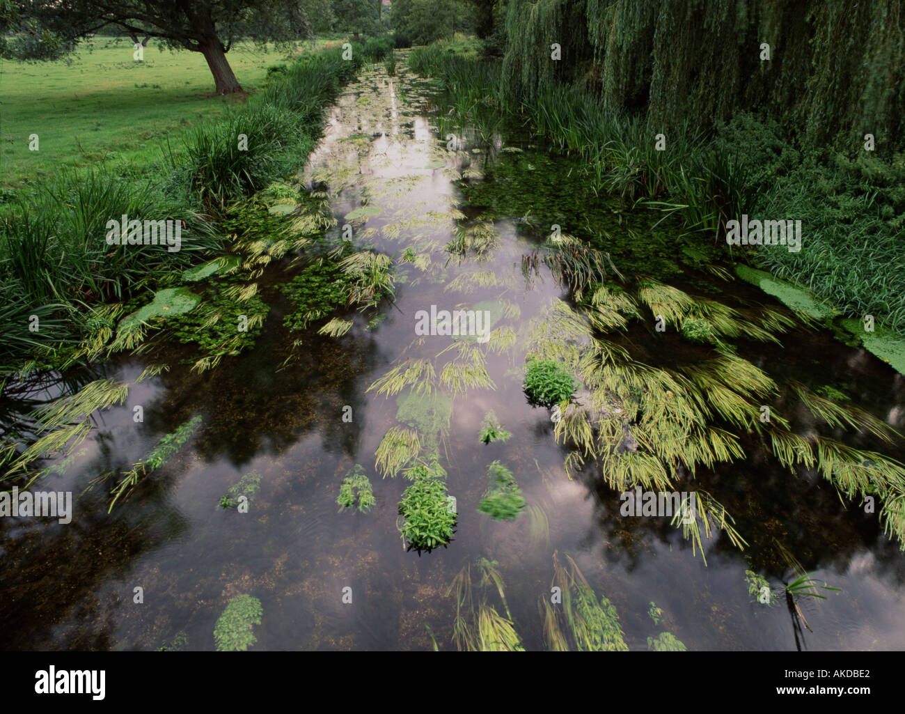 The Stour river in Kent England with healthy weed and underwater plants ...