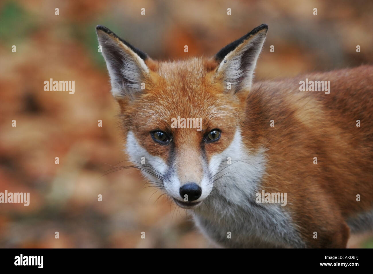 Fox looking up hi-res stock photography and images - Alamy