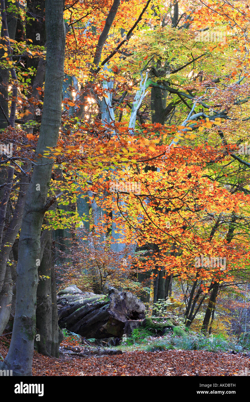 Beech tree forest Fagus sylvatica Stock Photo - Alamy