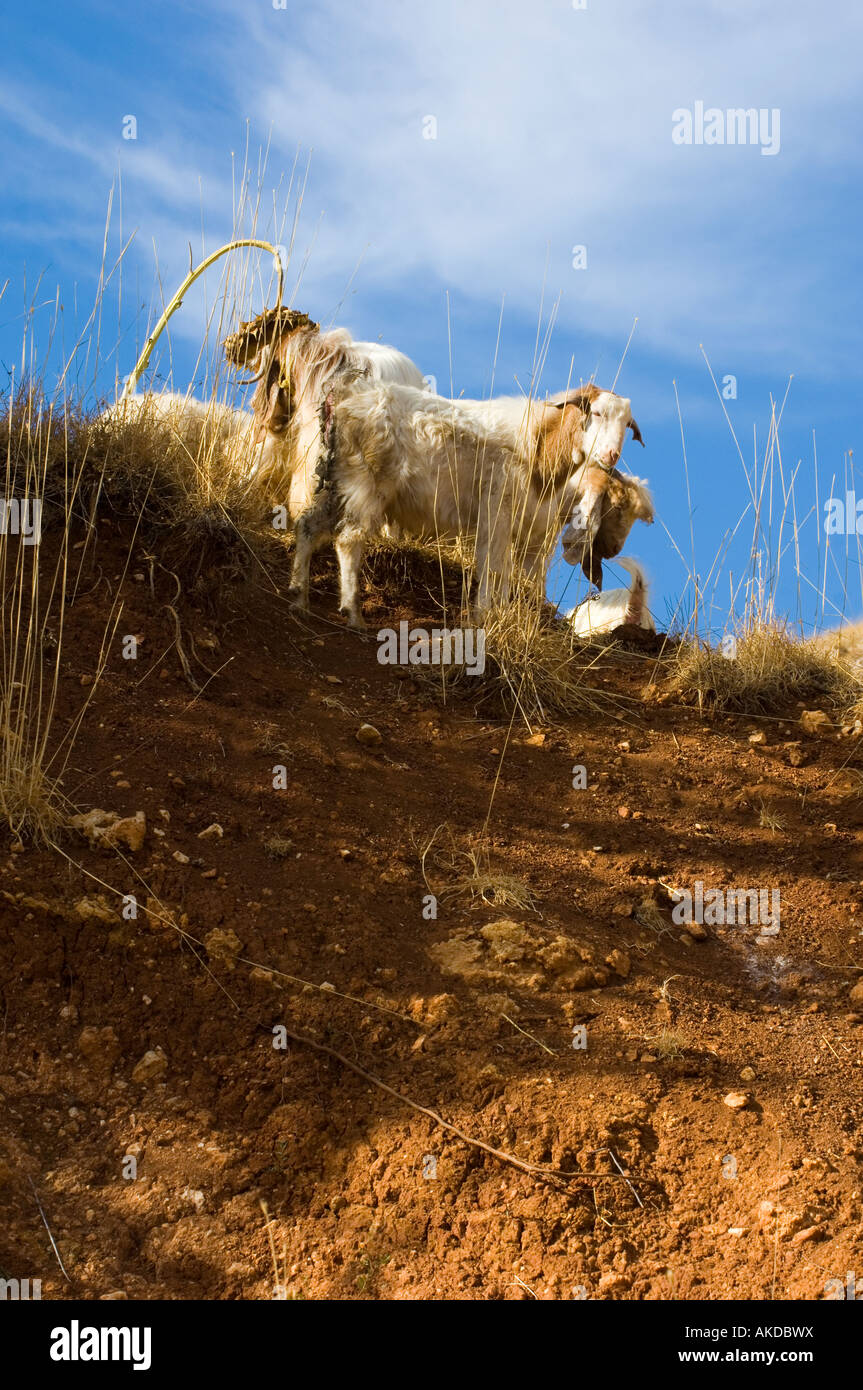 Flock of sheep in Lebanon Middle East Stock Photo - Alamy