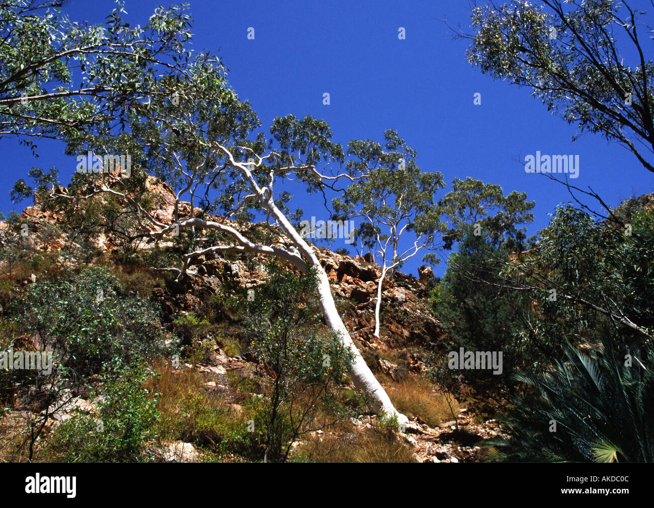 A Ghost Gum on the path upto Standley Chasm Western MacDonnell Ranges ...