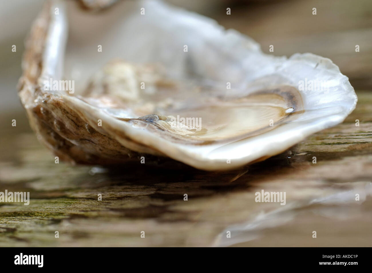Fresh oyster in half shell Stock Photo - Alamy