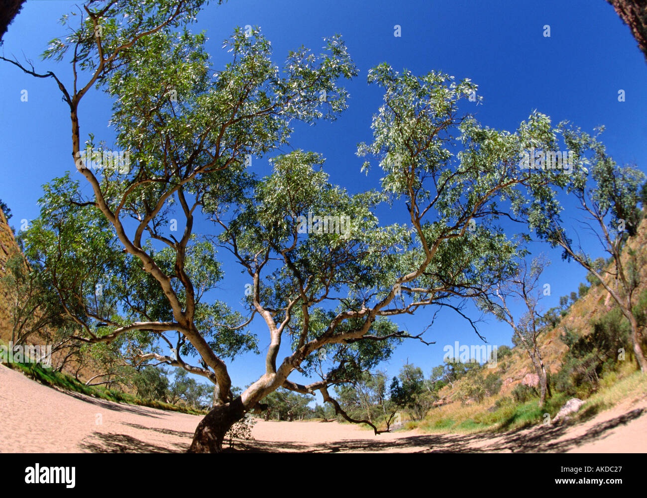 Tree in dry river bed at Simpsons Gap Western MacDonnell Ranges NT ...