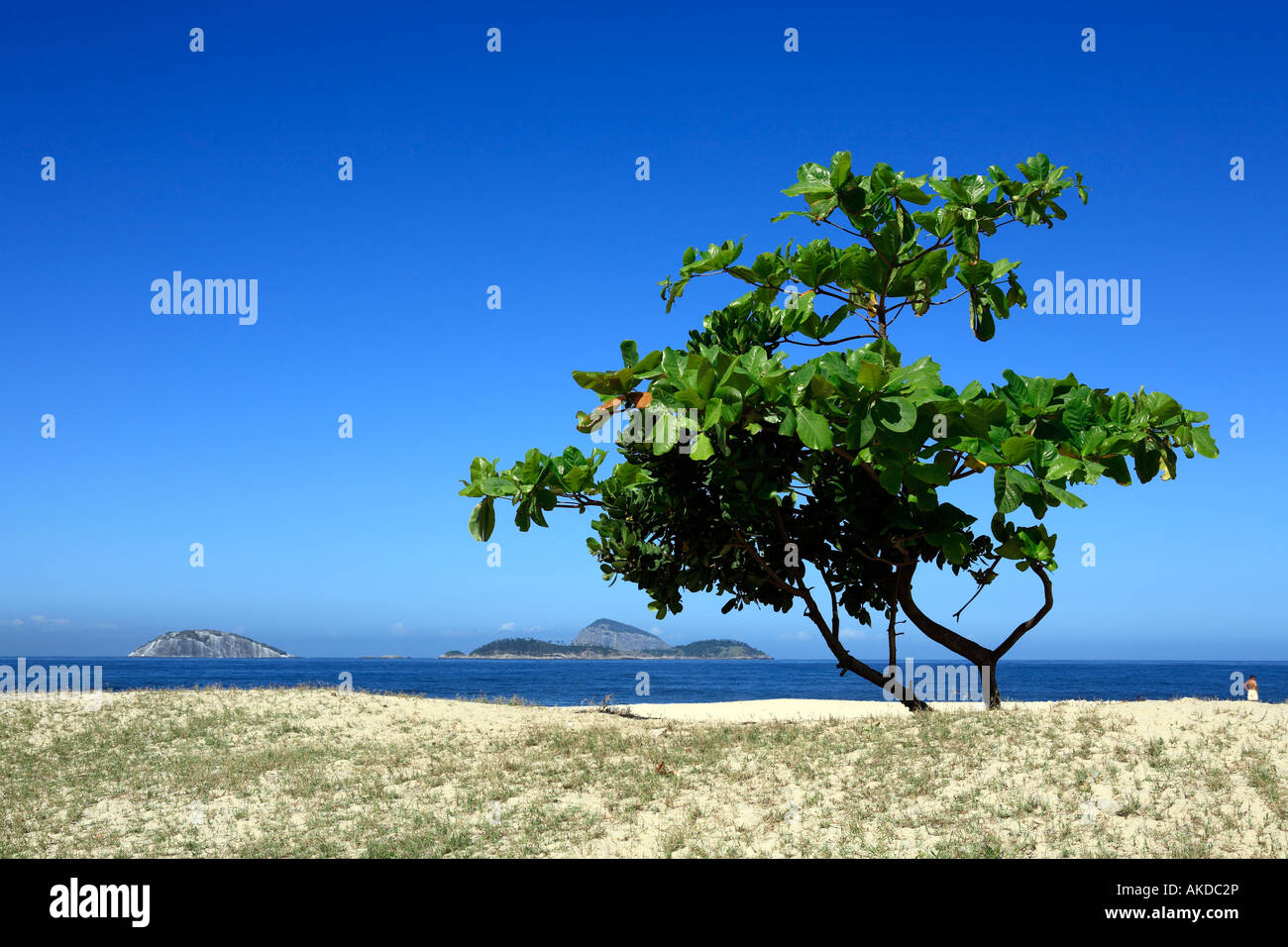 beautiful tree on ipanema beach in rio de janeiro brazil Stock Photo ...