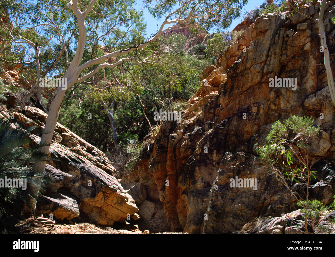 Path to Standley Chasm lined with gum trees Western MacDonnell Ranges ...