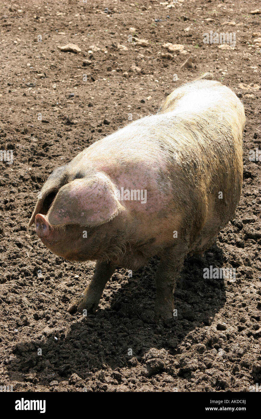 English pig hi-res stock photography and images - Alamy