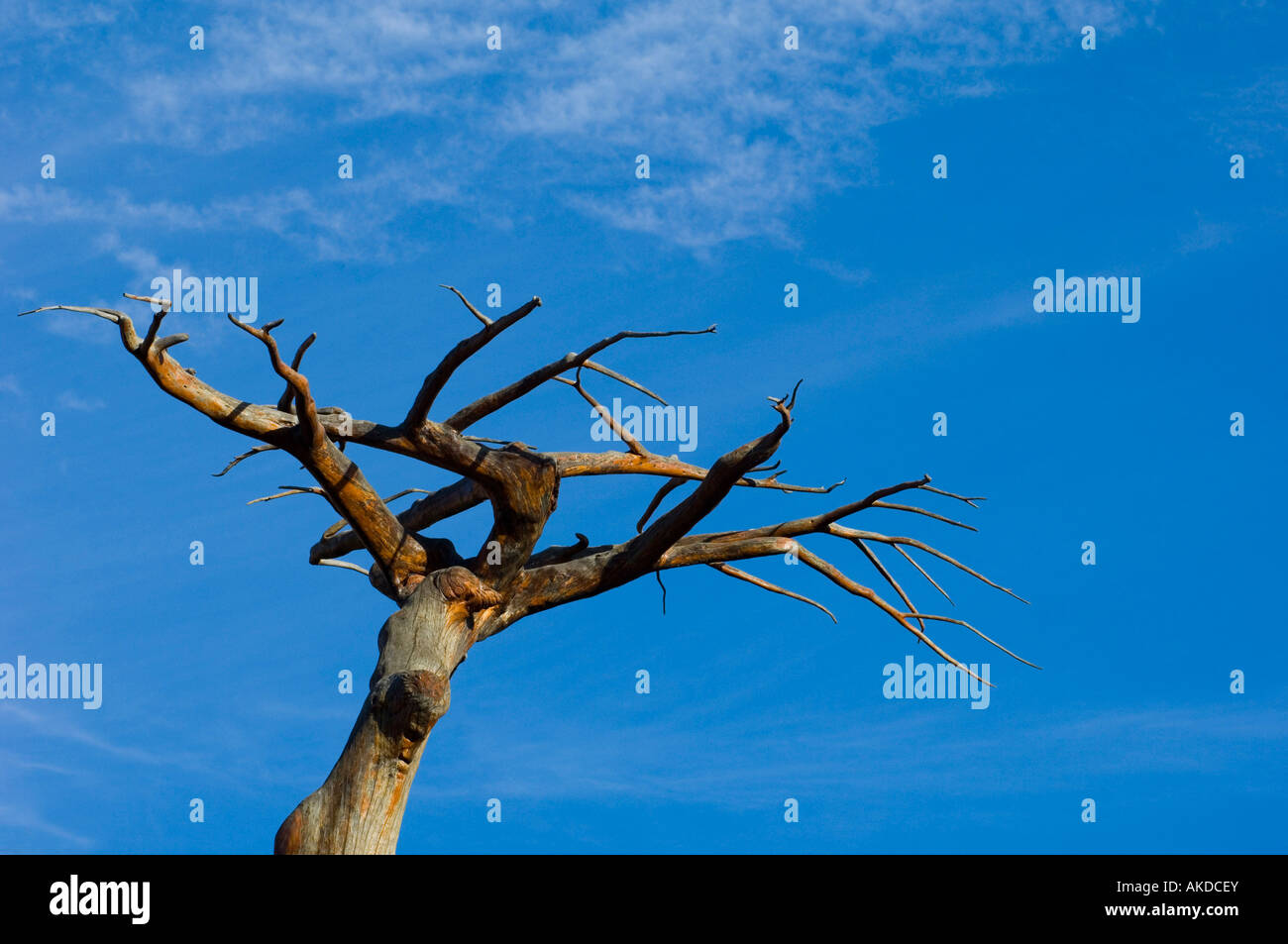 Dry tree in Lebanon Middle East Stock Photo - Alamy