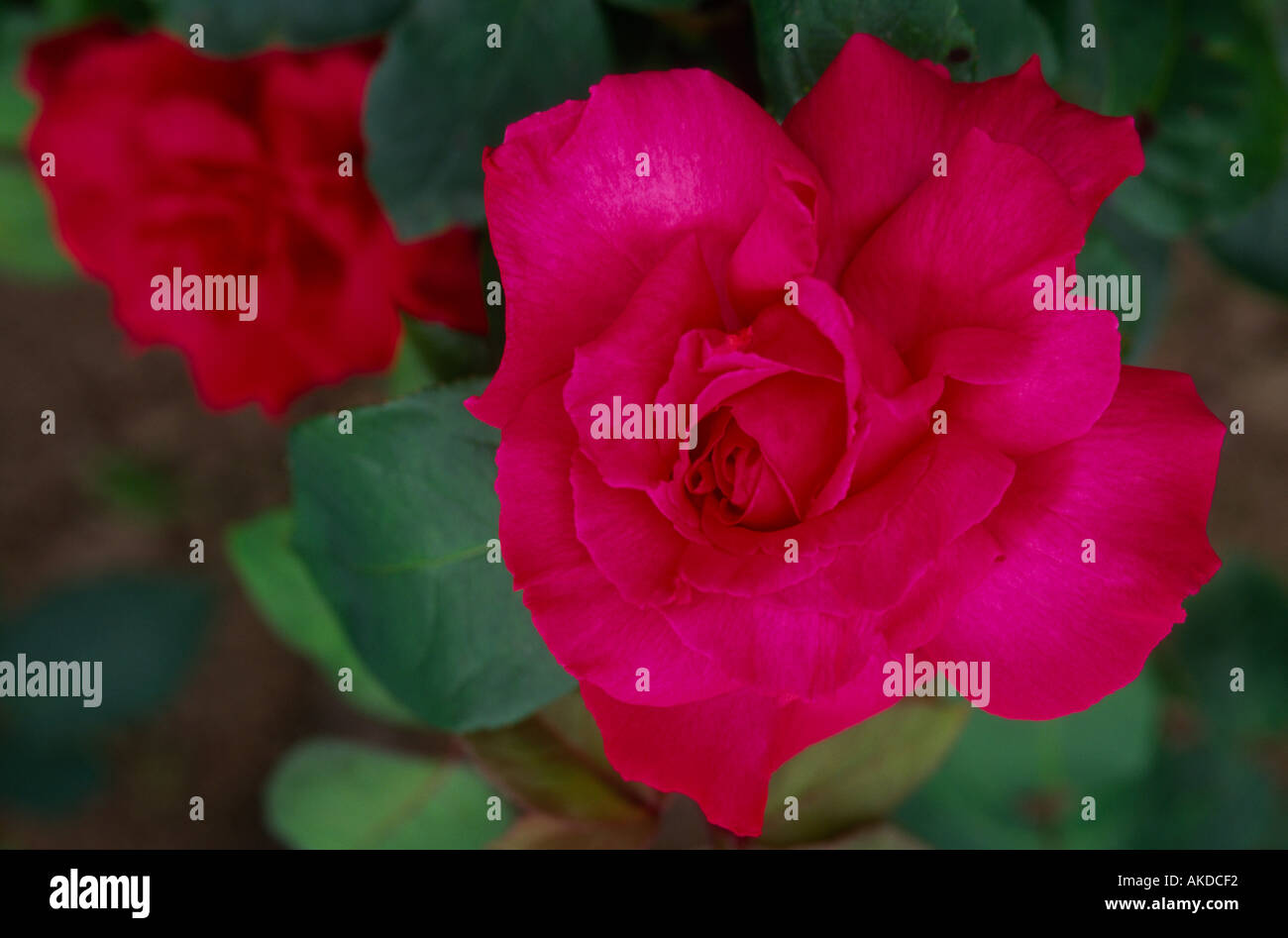 Rose prima ballerina floribunda hi-res stock photography and images - Alamy