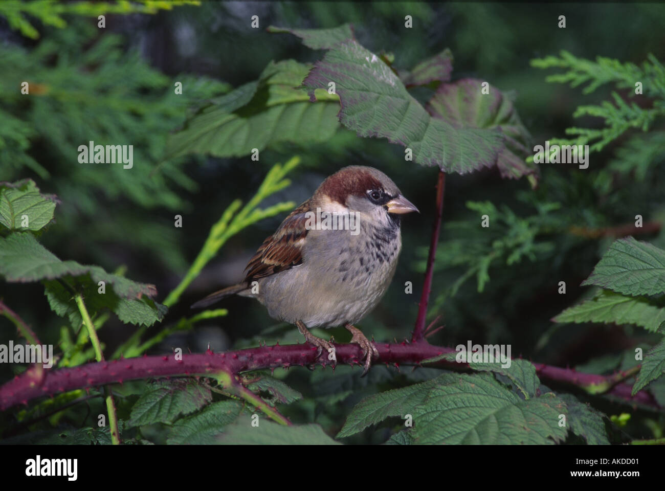 Passer domesticus p domesticus hi-res stock photography and images - Alamy