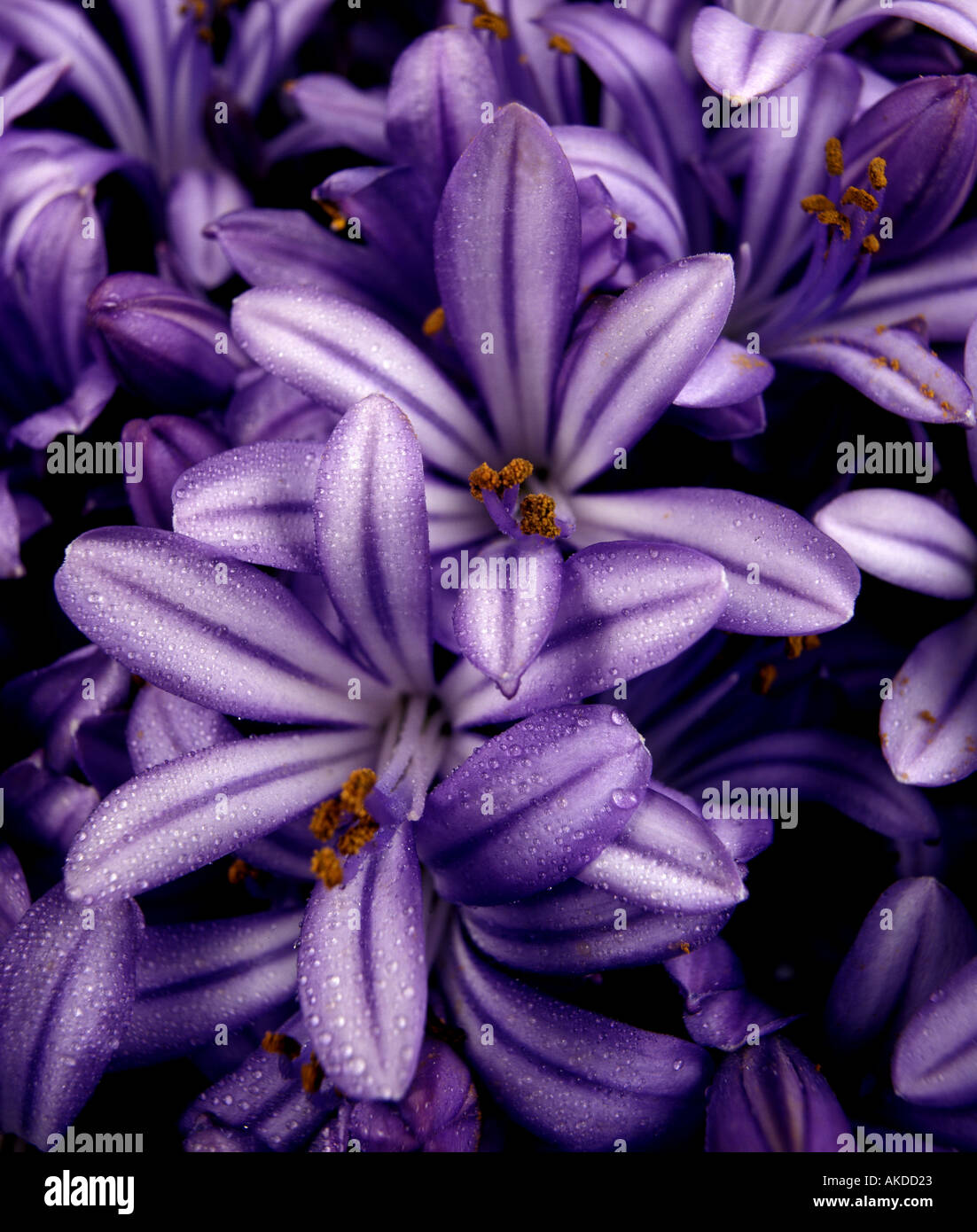 detail of soft gentle luxurious Purple flowers used in a display of ...