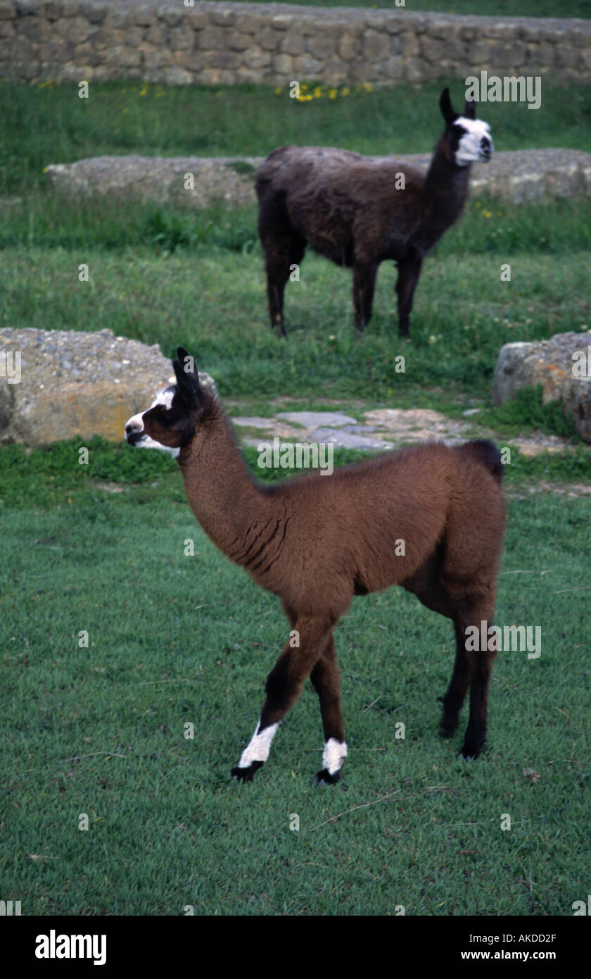 Llamas at Ingapirca Ecuador Stock Photo - Alamy