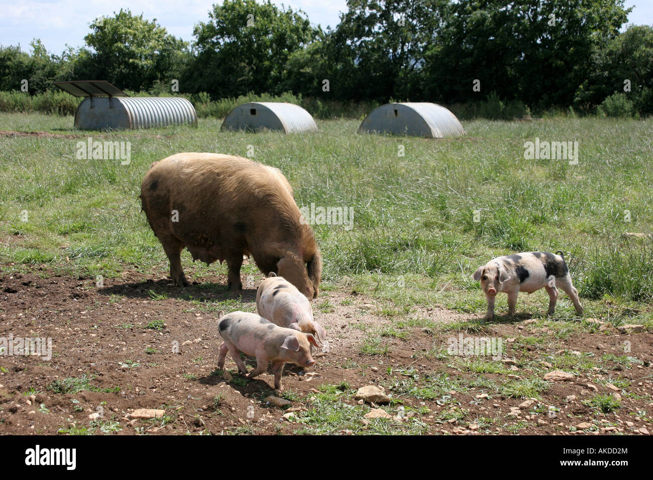 Country pigs hi-res stock photography and images - Alamy