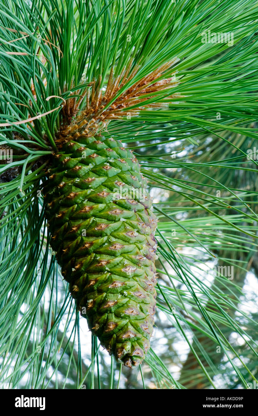 Green pine cone Stock Photo - Alamy