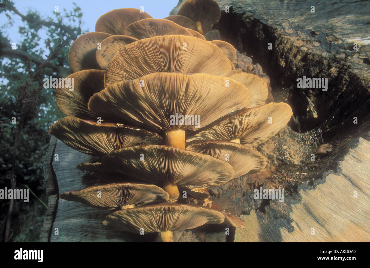 Fungi growing on the trunk of a tree Sussex UK Stock Photo - Alamy