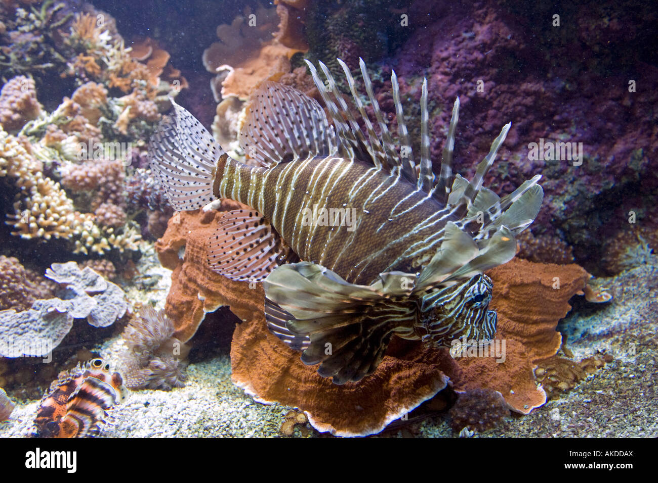 Red lionfish Pterois volitans also called Dragonfish Scoprion fish ...
