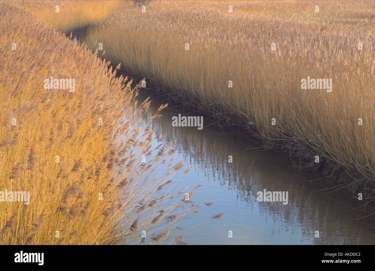 Reed bed reed beds hi-res stock photography and images - Alamy