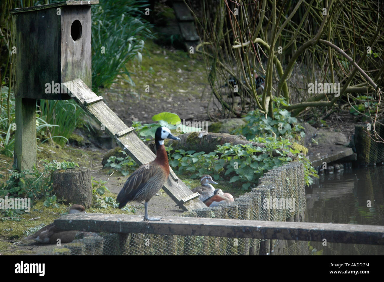 Ducks on edge of pond with wooden birdhouse and ramp Stock Photo - Alamy