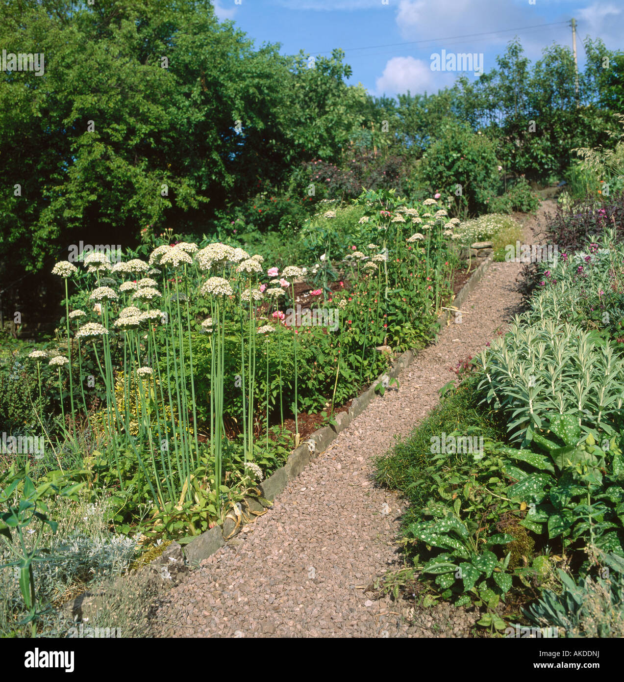 Gravel path through herb garden with flowering white plants Stock Photo ...
