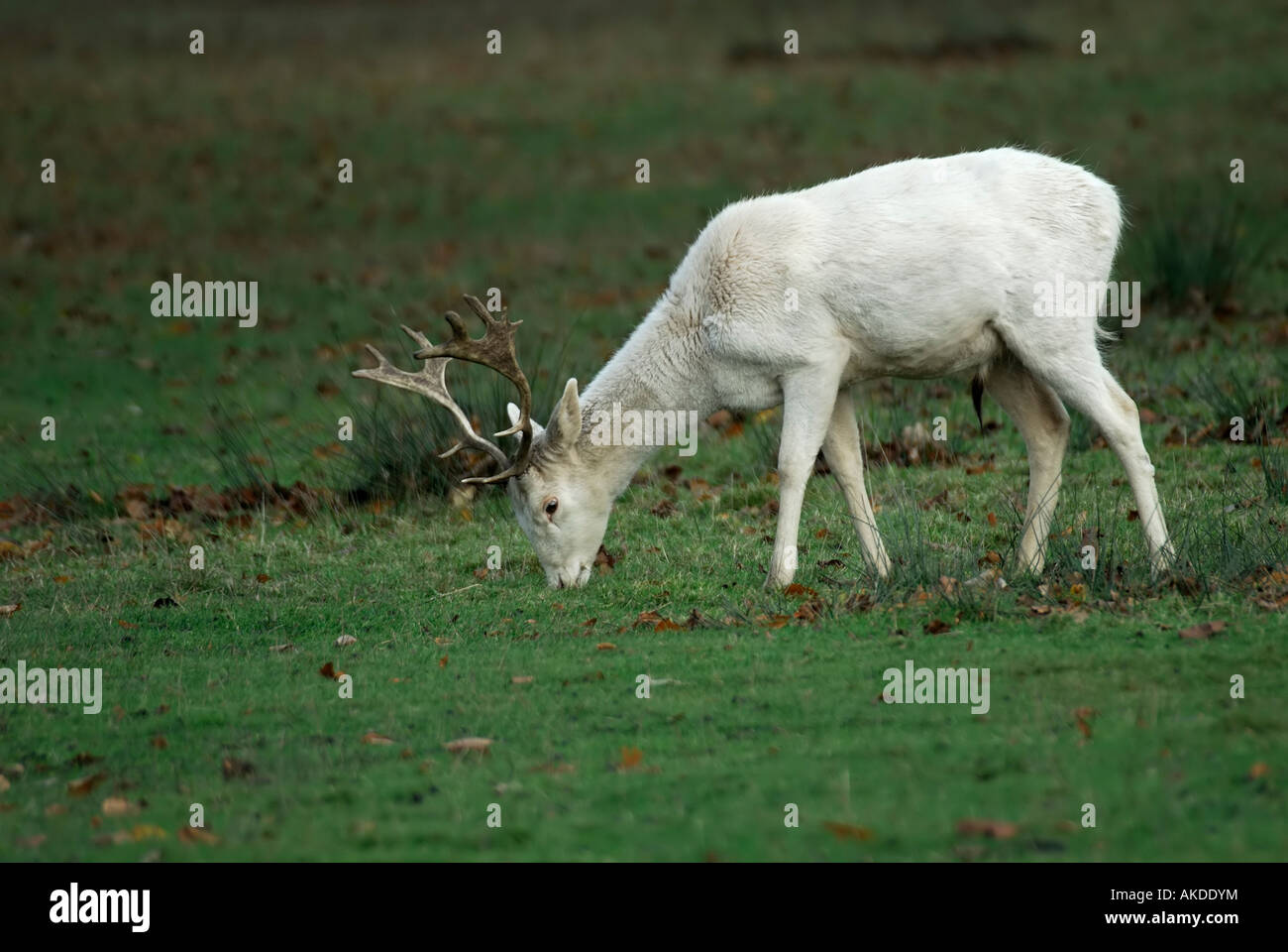 Fallow deer grazing hi-res stock photography and images - Alamy