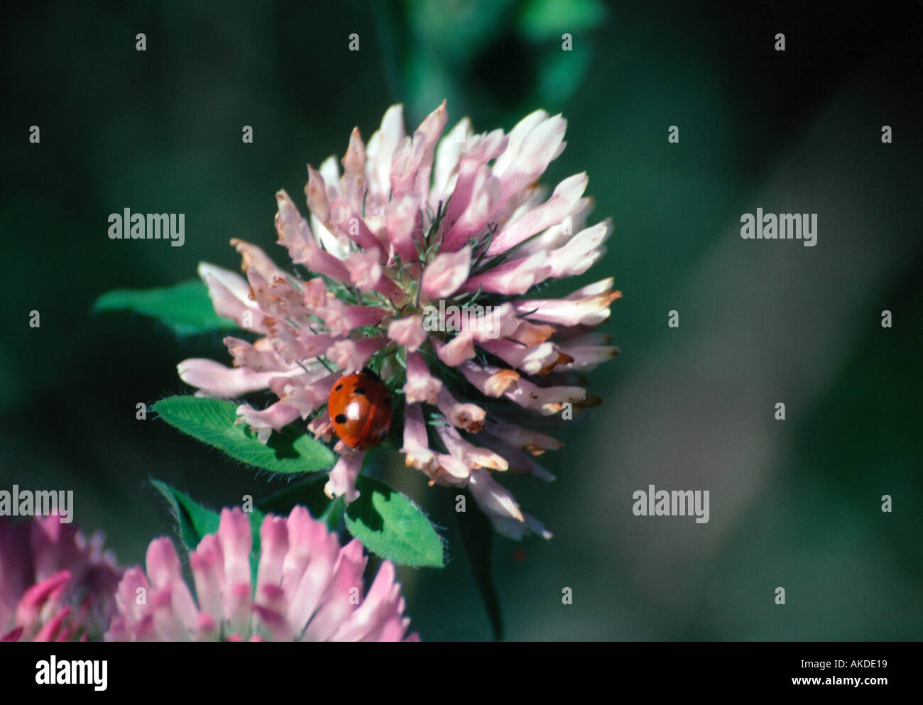 Lady clover hi-res stock photography and images - Alamy