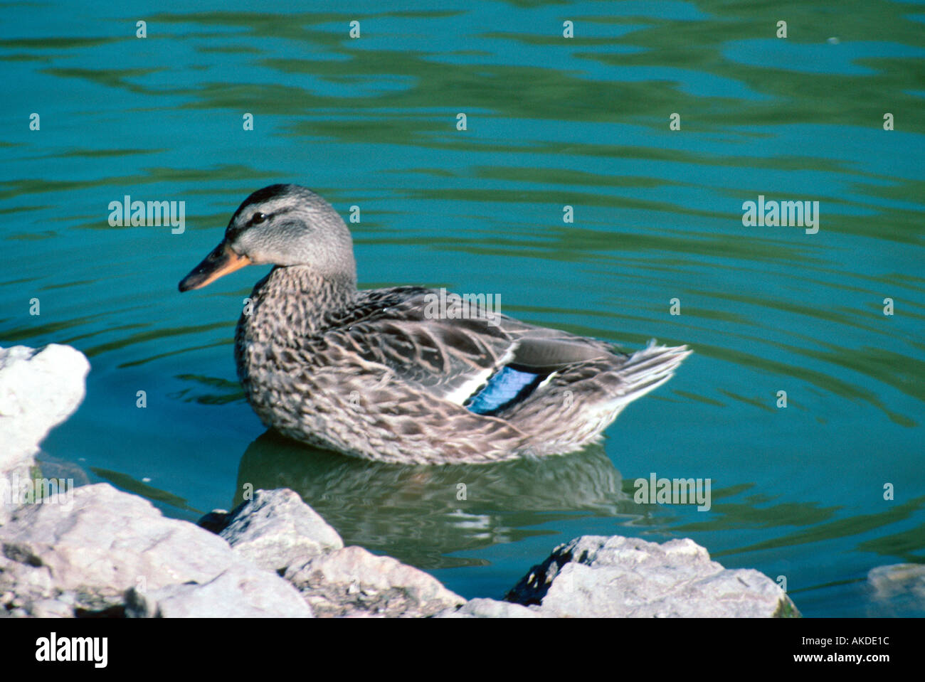 Mallard Duck Female Stock Photo - Alamy