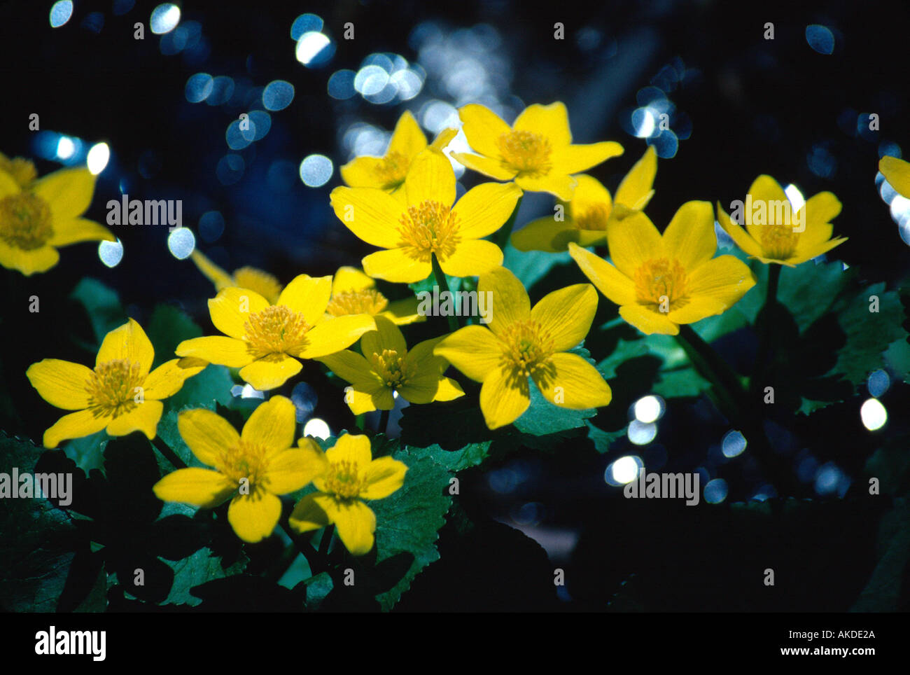 Wisconsin marigold hi-res stock photography and images - Alamy