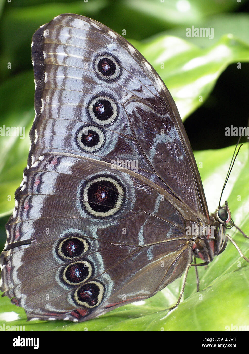 Macro photo of butterfly Stock Photo - Alamy