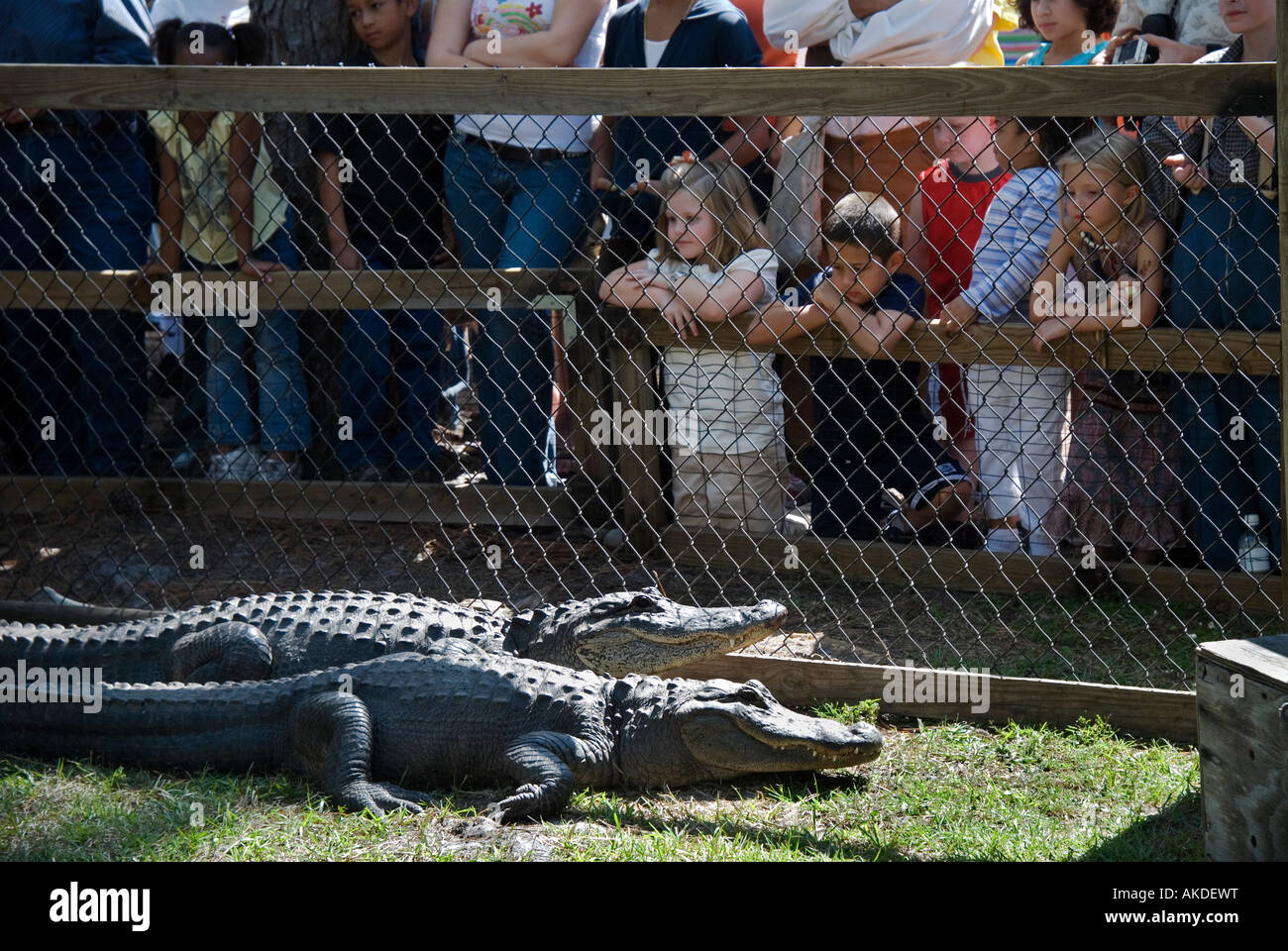 audience looking at alligators during alligator wrestling show ...