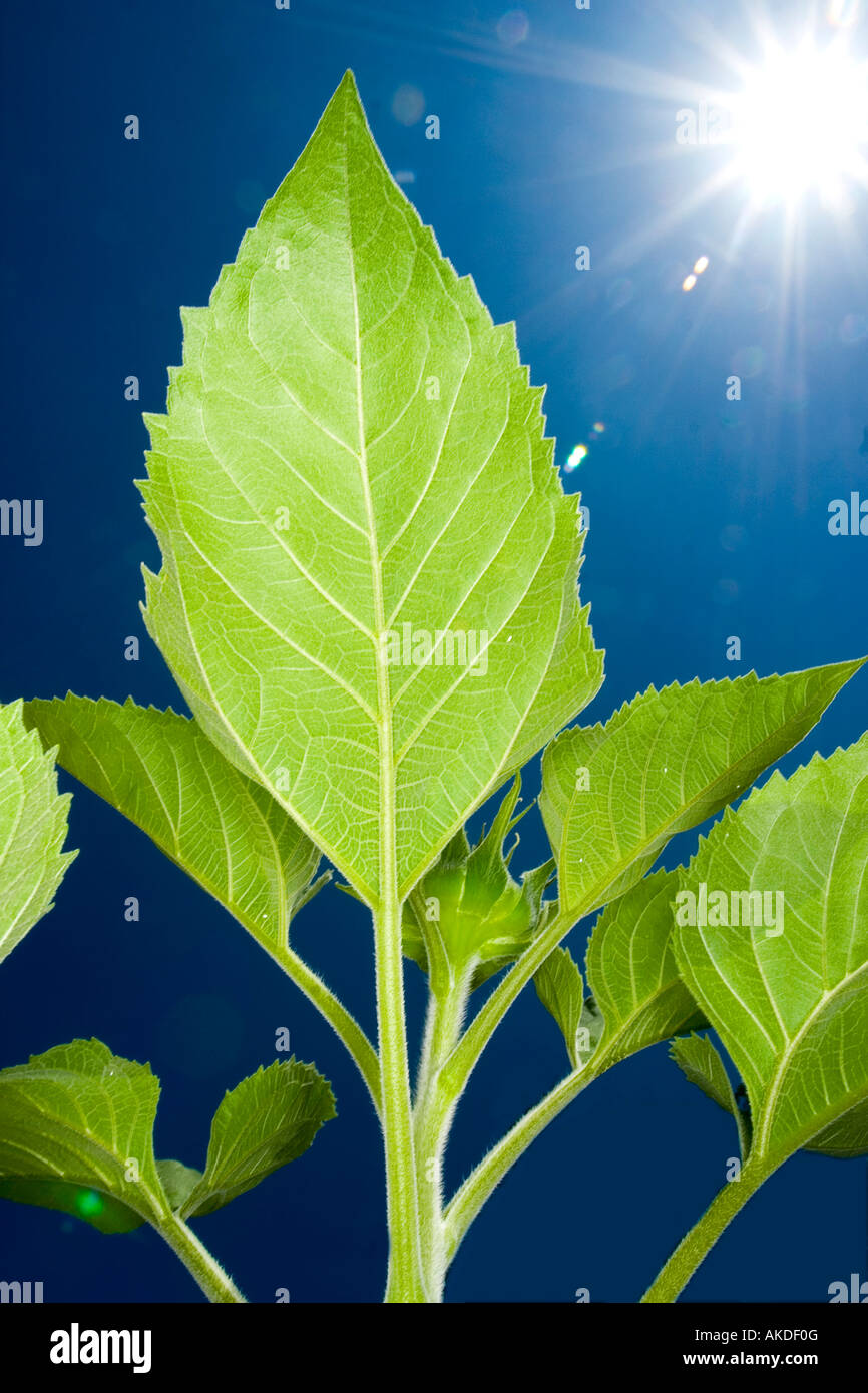 Detail of Sunflower leaves Stock Photo - Alamy