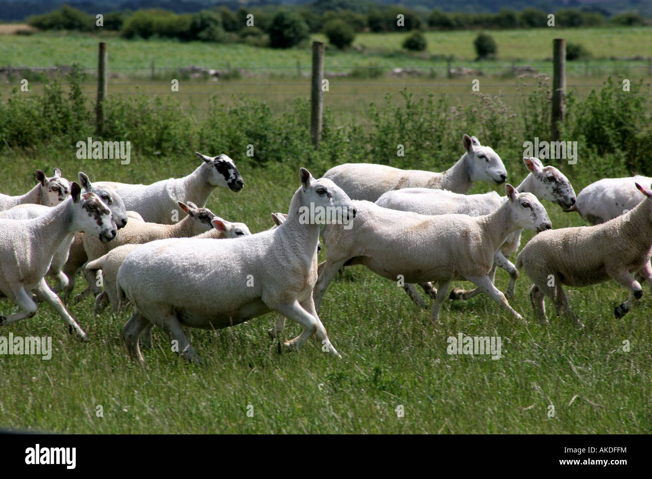 Sheared sheep running on a farm Stock Photo - Alamy