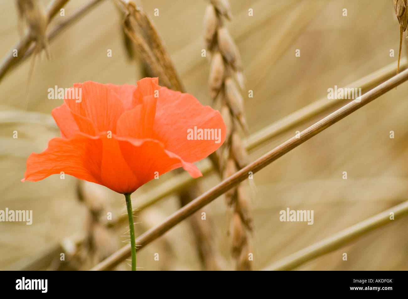 single red corn poppy in a corn field Stock Photo - Alamy