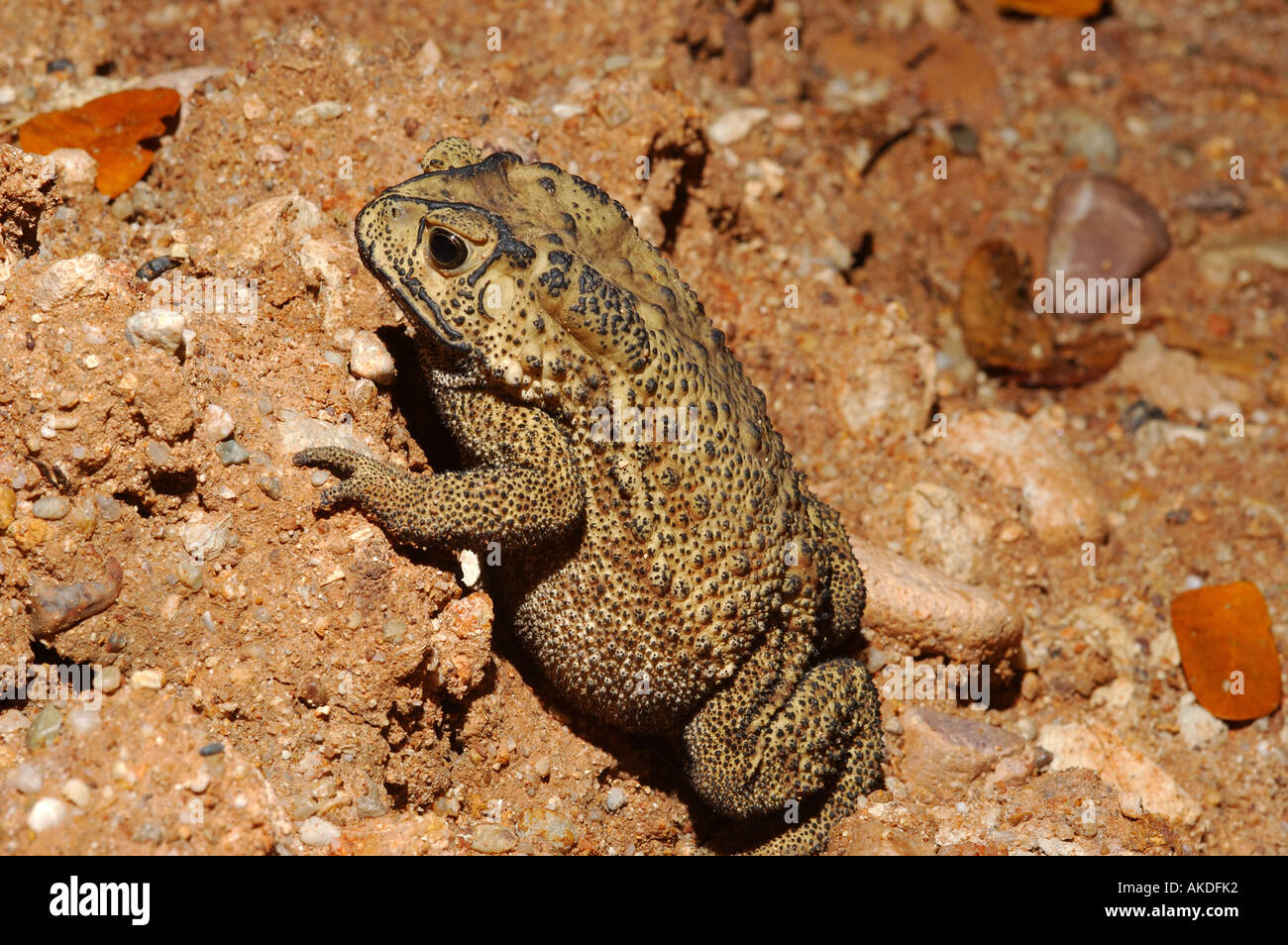 Giant foot-long River Toad on the bank of a Thai river Stock Photo - Alamy