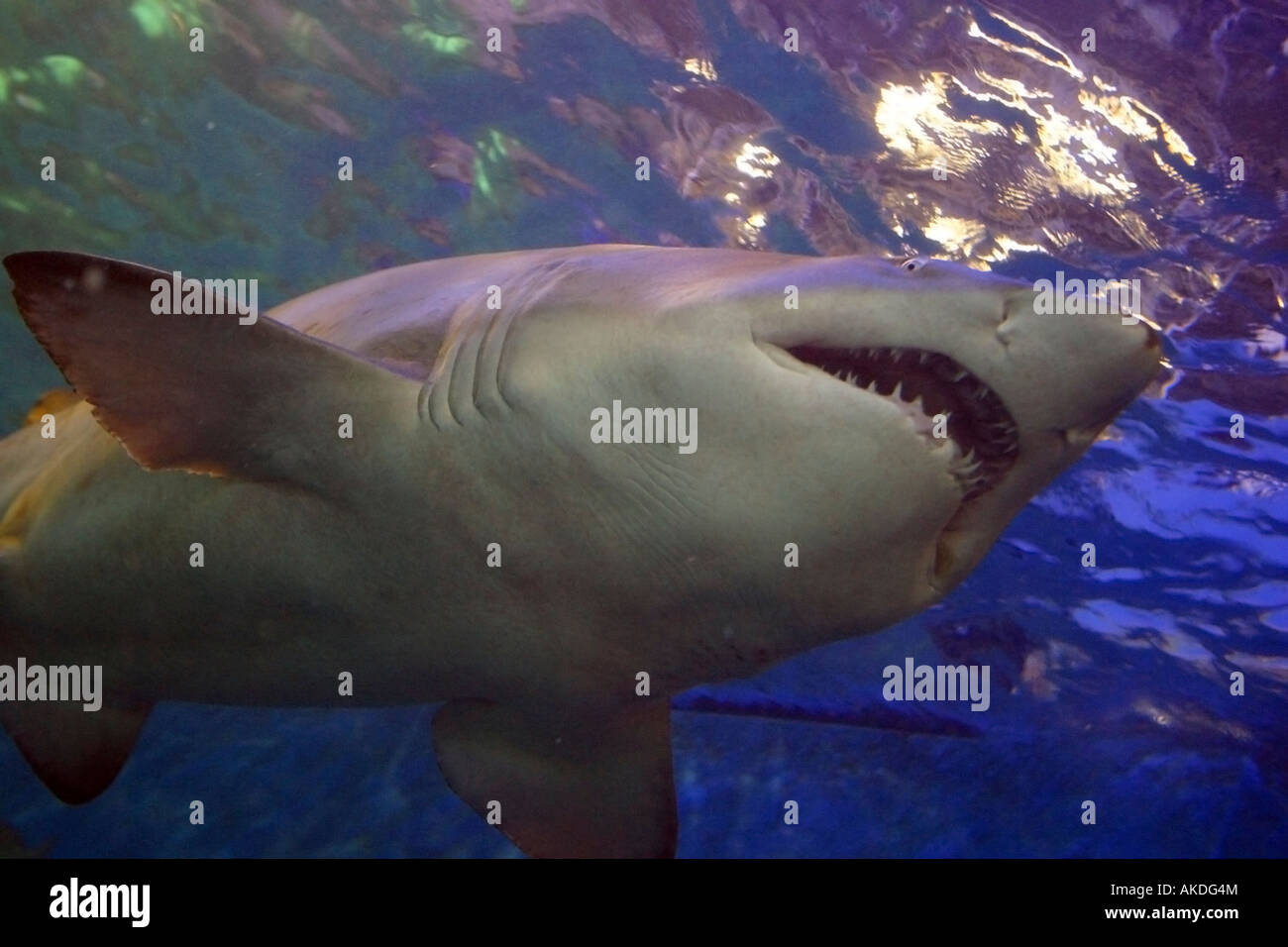 A stock photograph of a white pointer shark Stock Photo - Alamy
