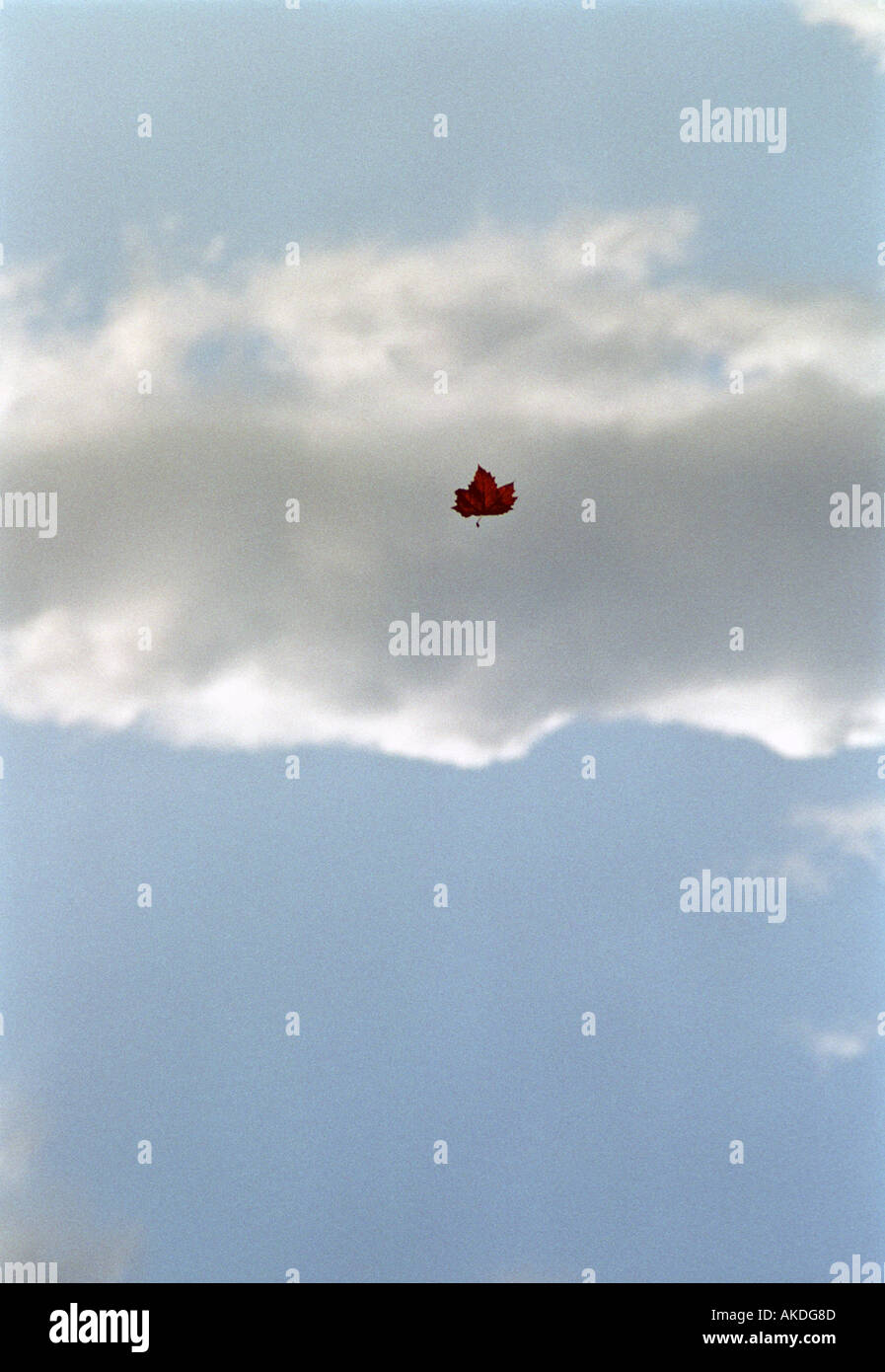 one leaf falling in the blue autumn sky Stock Photo - Alamy