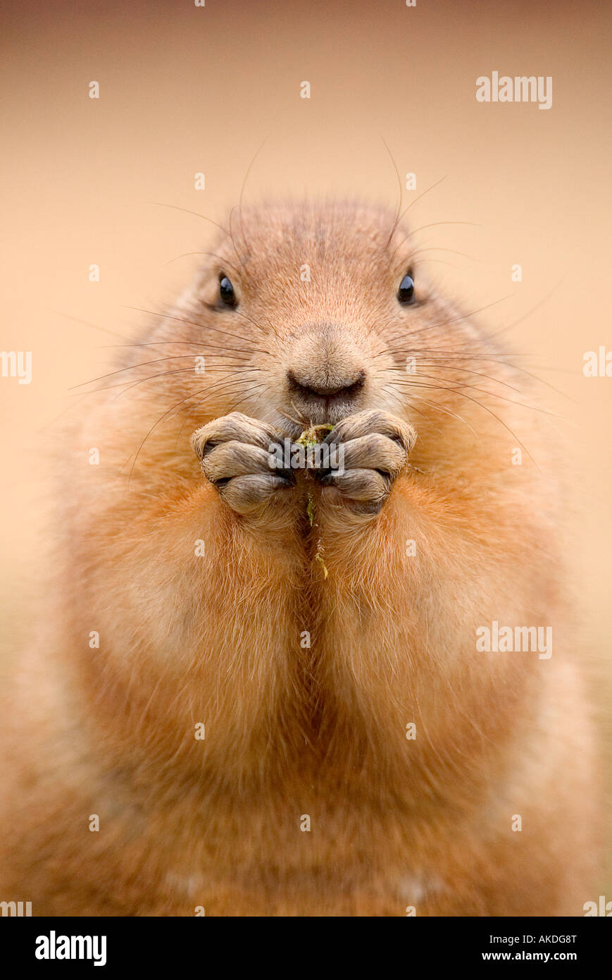 A complementary toned image of a feeding Marmot Stock Photo - Alamy