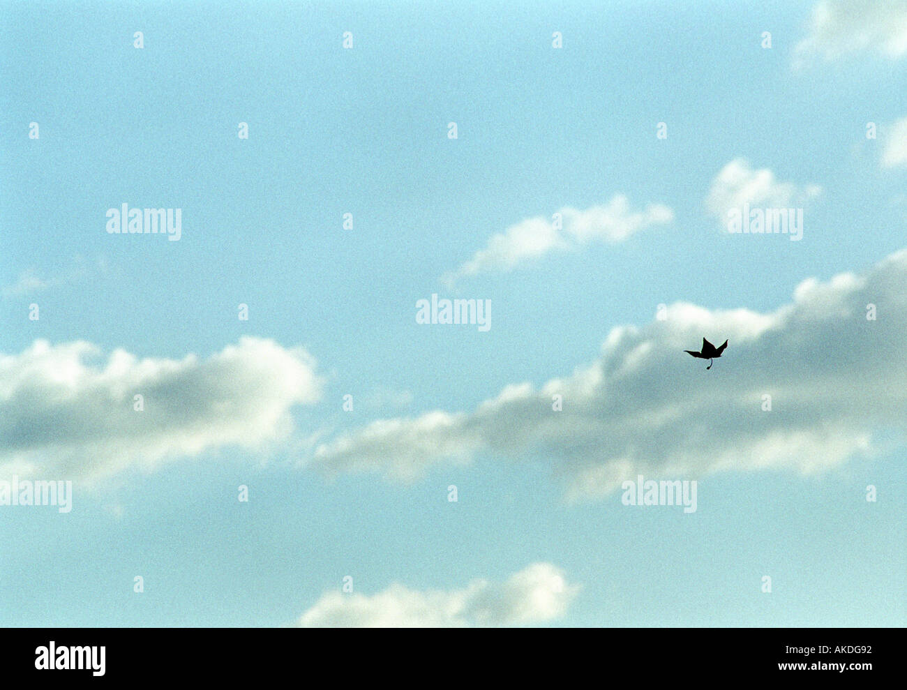 one leaf falling in the blue autumn sky Stock Photo - Alamy