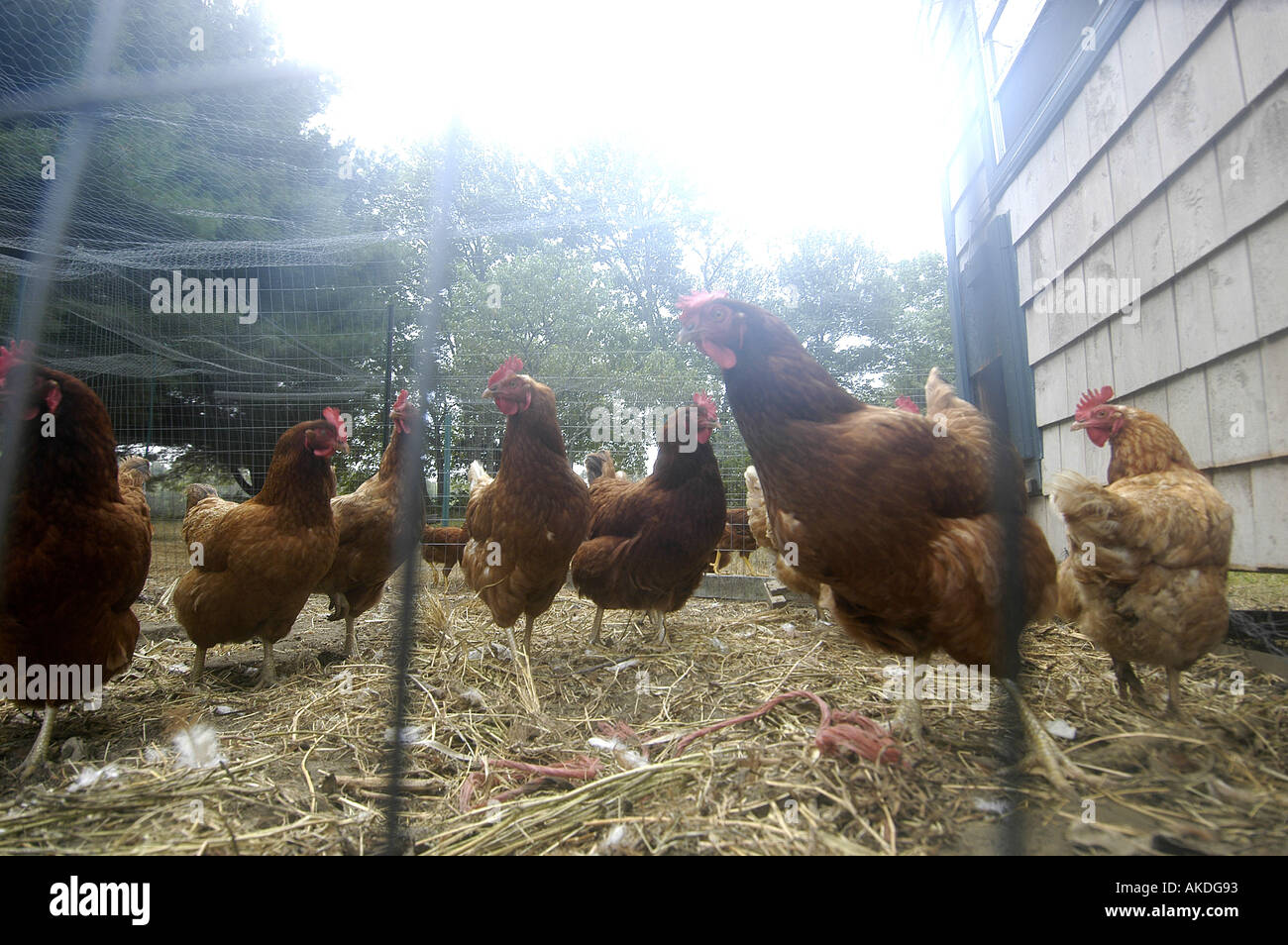 Chicken poultry Farm Wickford North Kingstown Block Island Sound ...