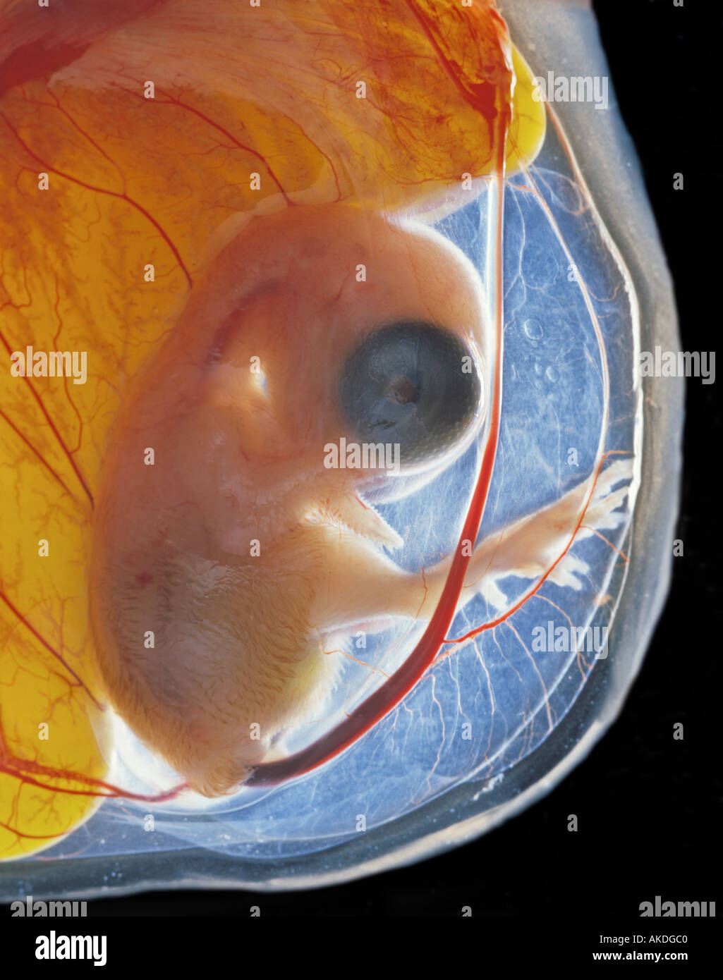 Embryo of a Chicken Labat Rouquette VWPics com Stock Photo - Alamy