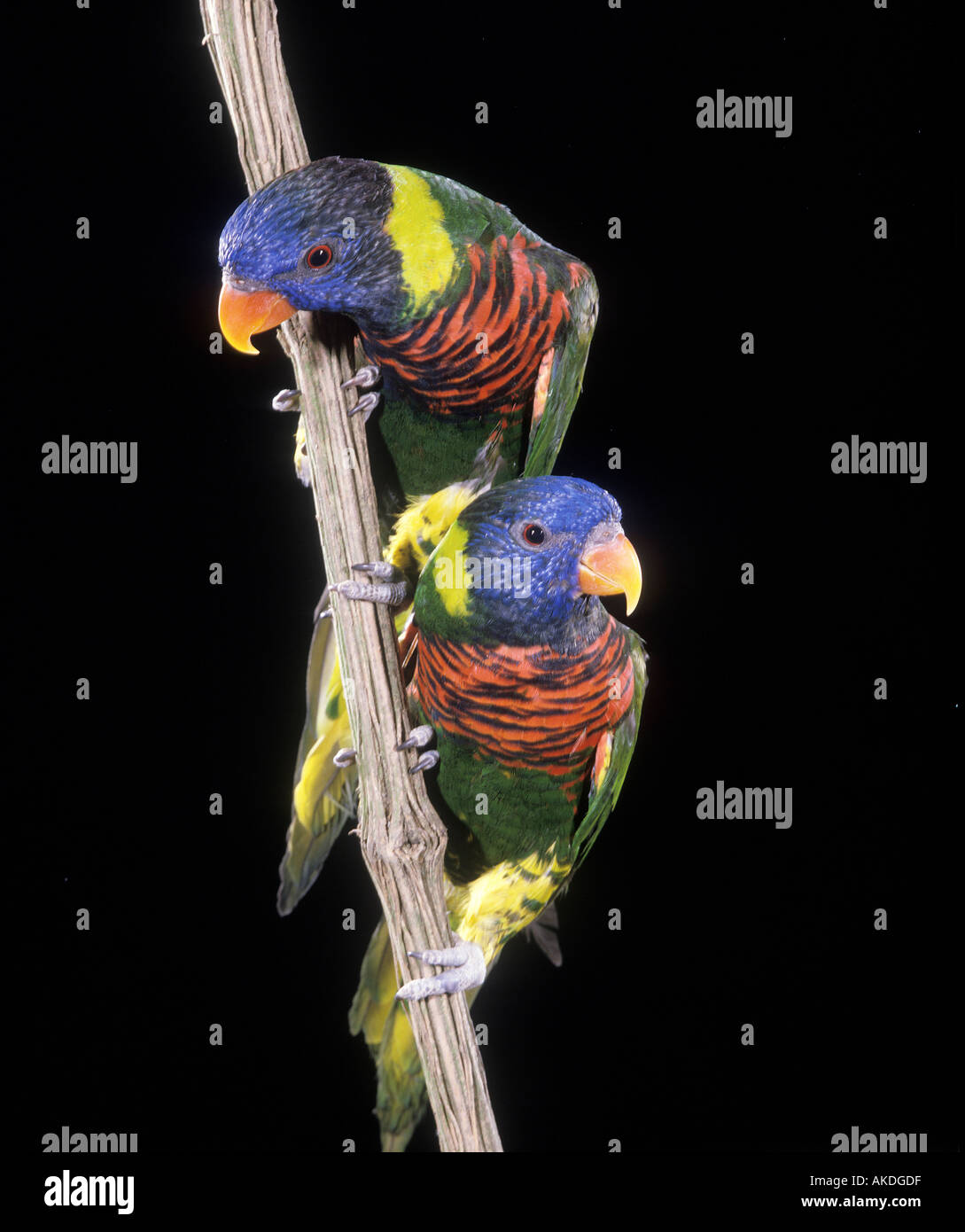 Trichoglossus rosenbergii hi-res stock photography and images - Alamy