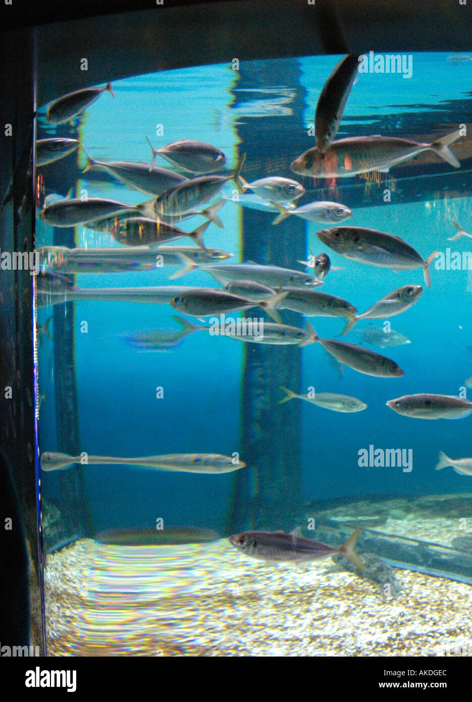 Marine aquarium schools fish hi-res stock photography and images - Alamy