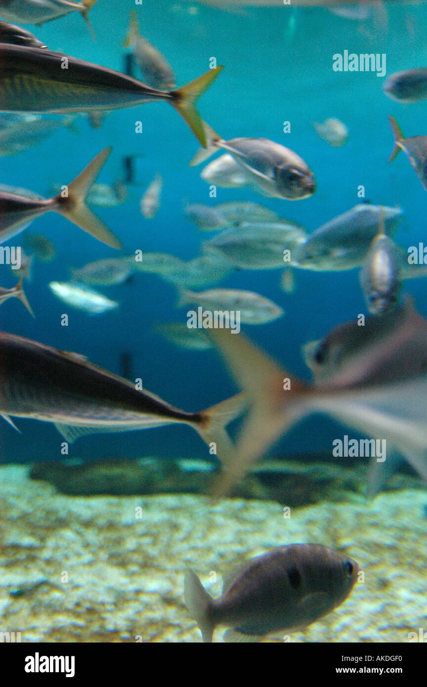 School of fish Nano Calvo VWPics Stock Photo - Alamy