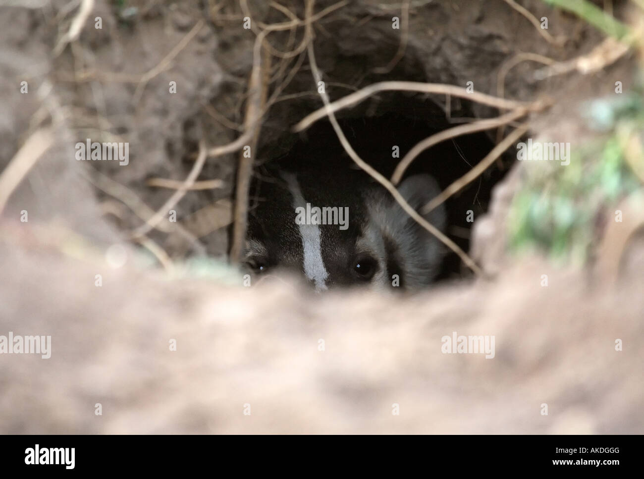 Badger peaking out of burrow Stock Photo - Alamy