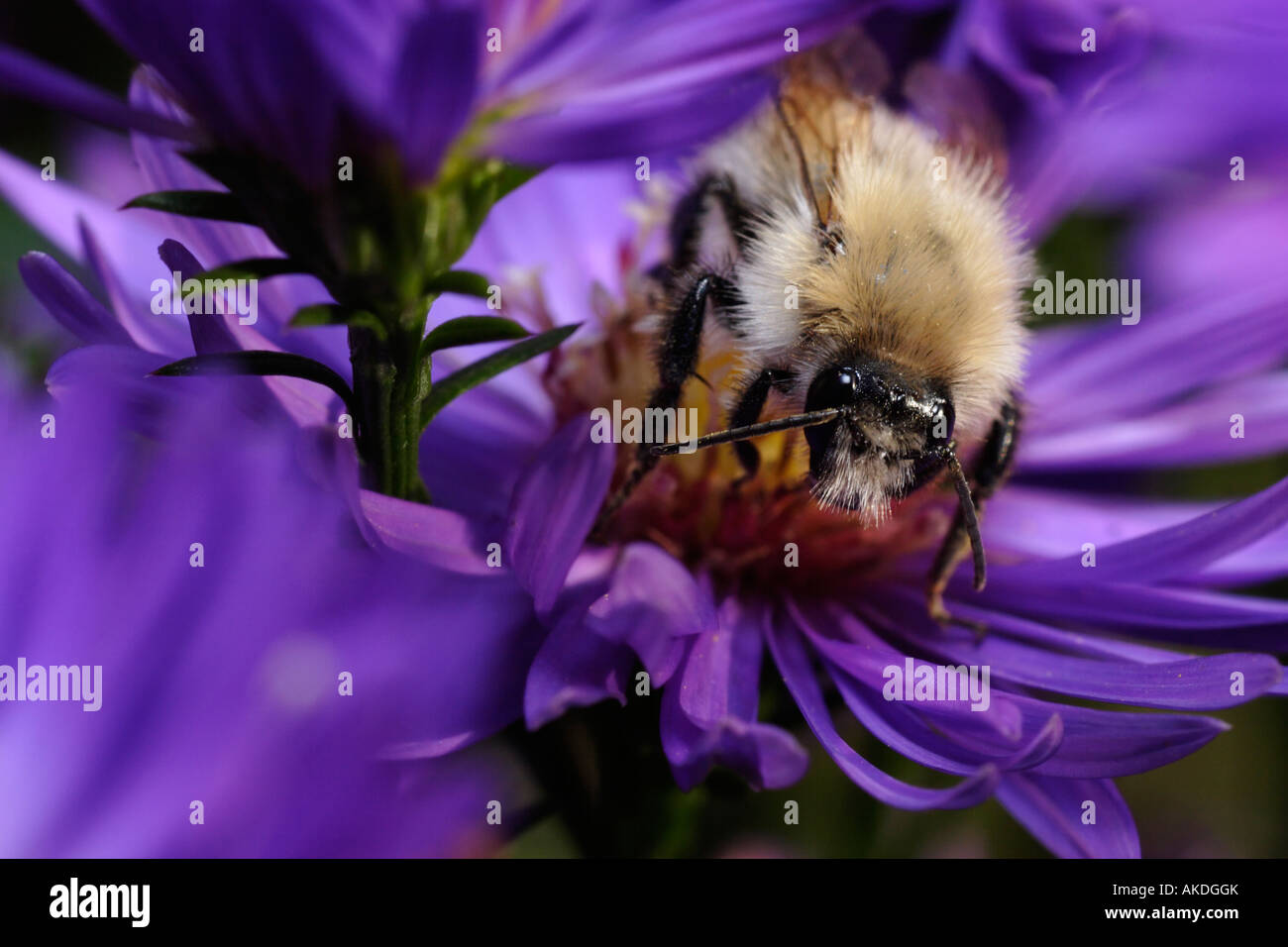 Shrill carder-bee (Bombus sylvarum Stock Photo - Alamy