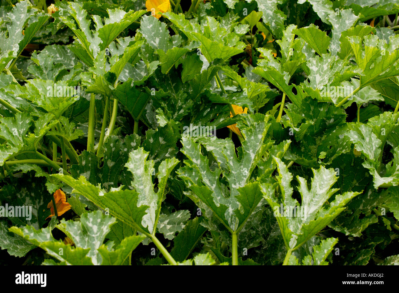 Mottled leaves hi-res stock photography and images - Alamy