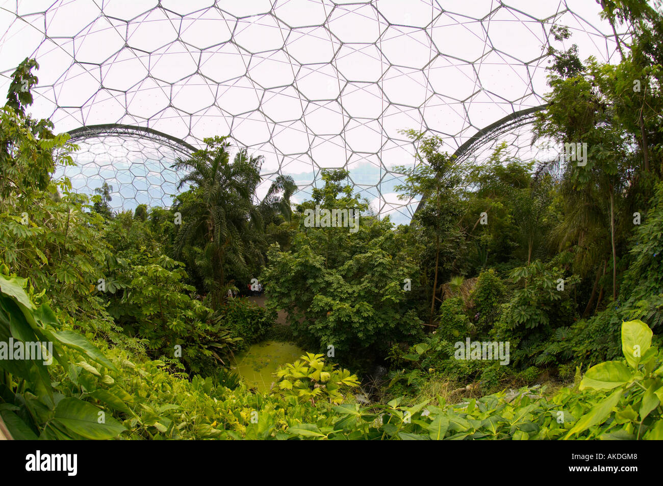 Inside the rainforest biome at Eden Project Cornwall UK Stock Photo - Alamy